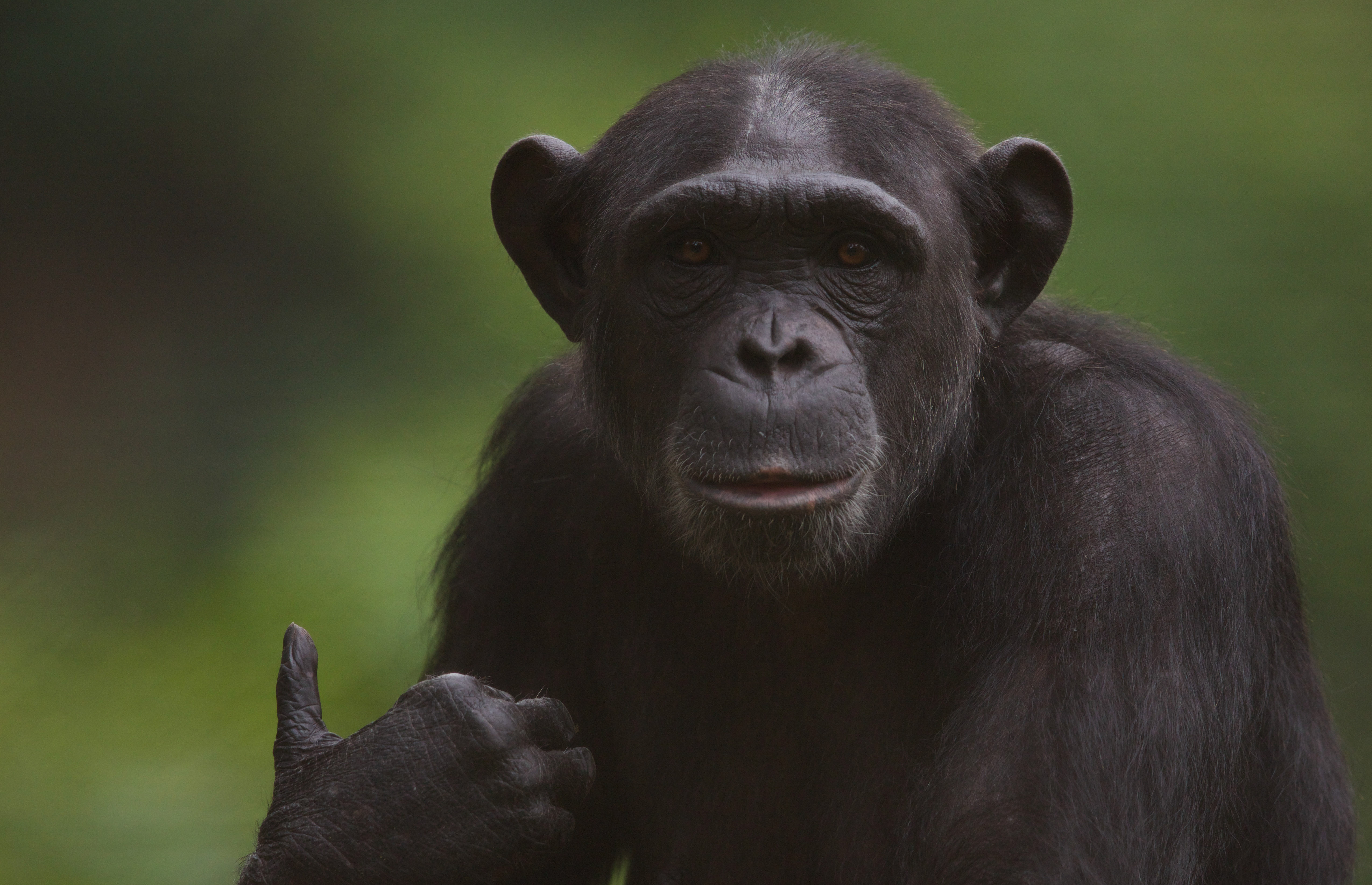 Jacha visits Cameroon - Betws Railway Station