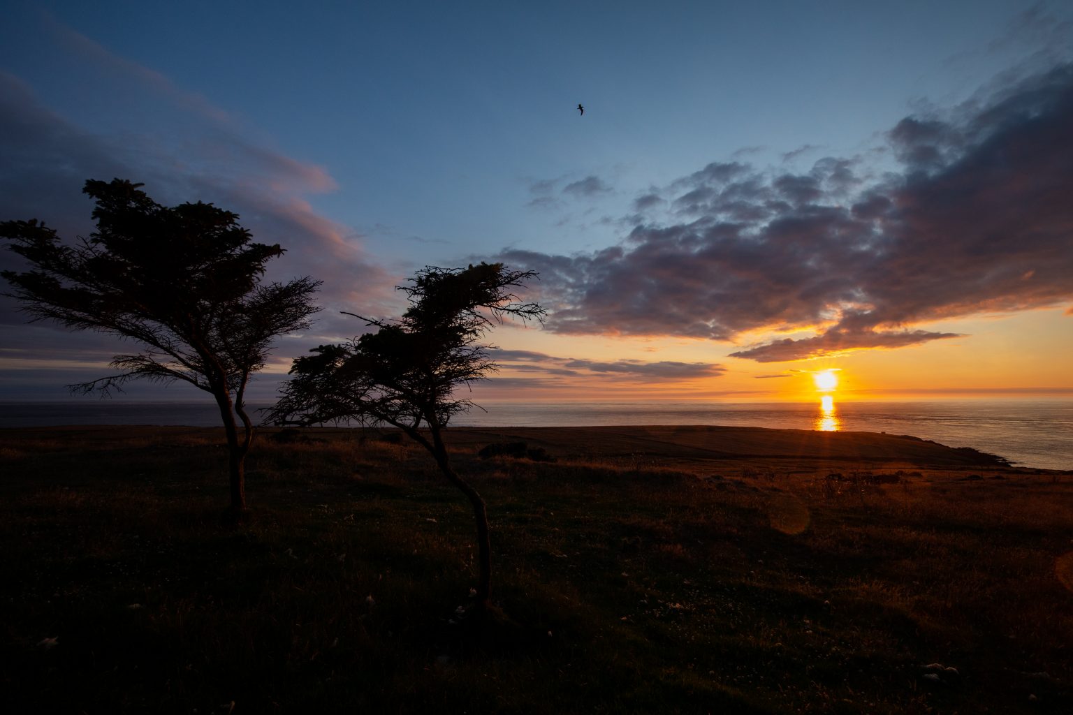 Ynys Enlli/Bardsey Island - a magical visit for Jacha and Kate - Betws ...